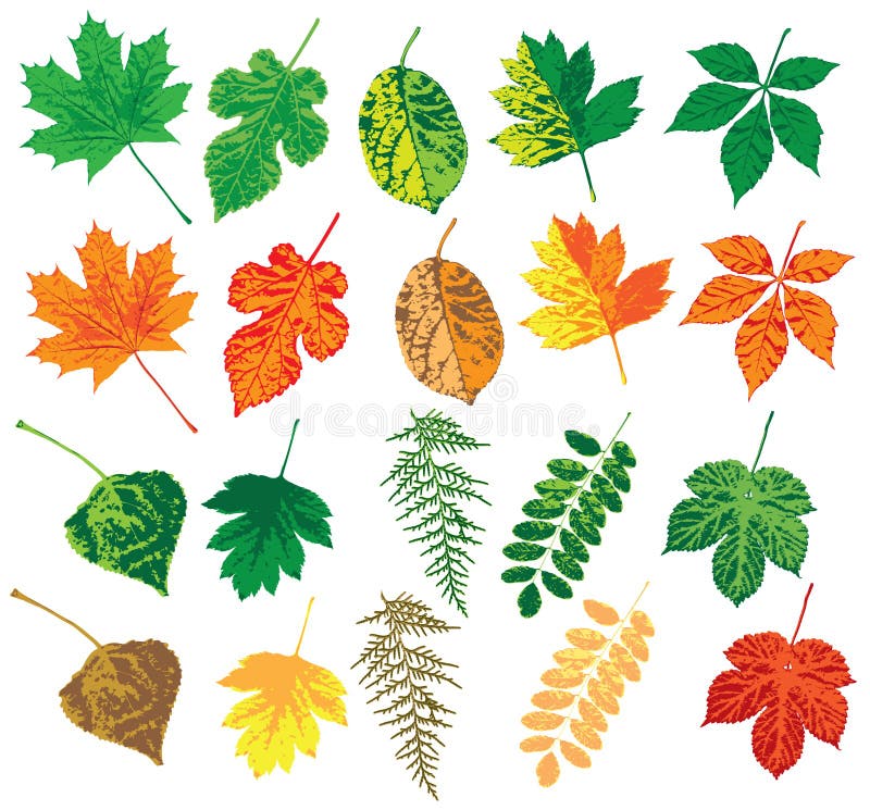 Hand drawn leaves stock vector. Illustration of icon - 11053231