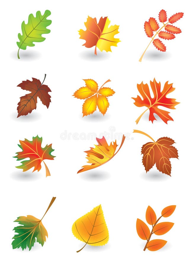 Vector leaves stock vector. Illustration of floral, chestnut - 10609019