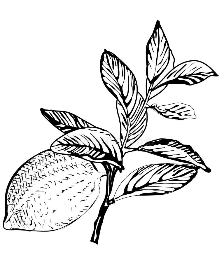 Tree Nectar Stock Illustrations – 2,997 Tree Nectar Stock Illustrations ...