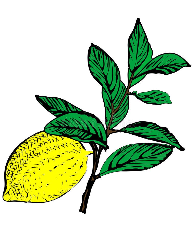 Tree Nectar Stock Illustrations – 1,752 Tree Nectar Stock Illustrations ...