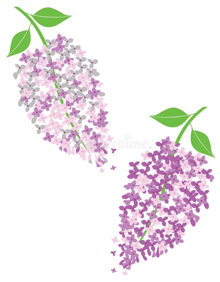 Lilac or Syringa Flowers with Showy Blossom Isolated on White ...