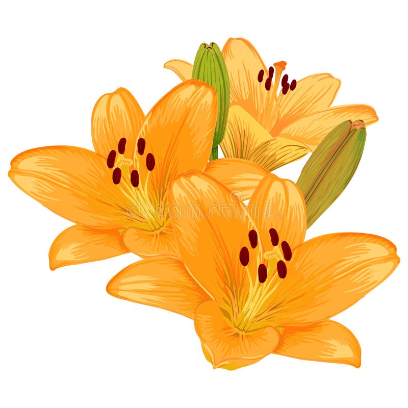 Vector lilies. stock vector. Illustration of holiday - 36656404