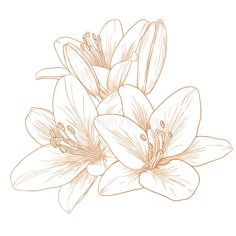 Vector lilies flowers. stock vector. Illustration of abstract - 25668656