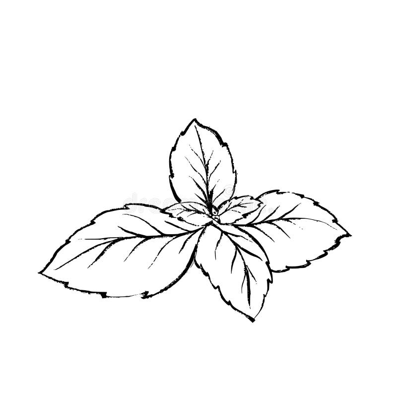Vector Line Drawing of Basil Leaves Stock Vector - Illustration of ...