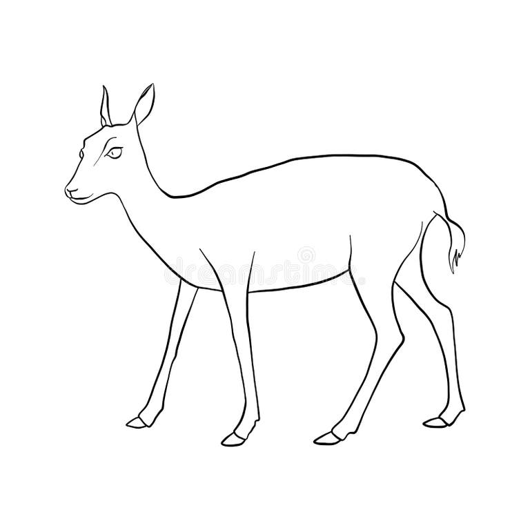 Doe Illustration Stock Illustrations – 6,183 Doe Illustration Stock ...
