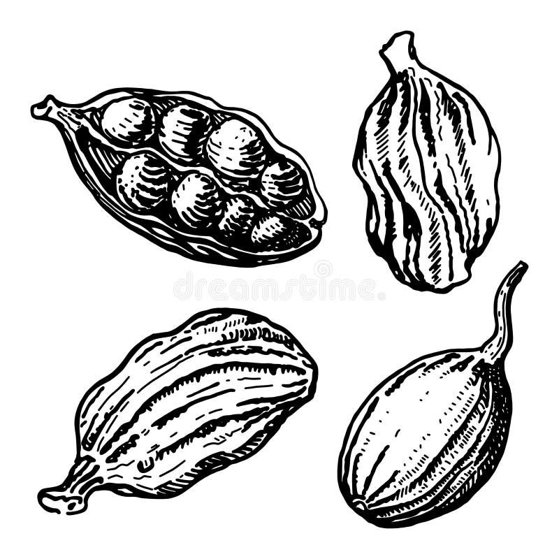 Vector Line Drawing Handmade Cardamom Isolated on White Background ...