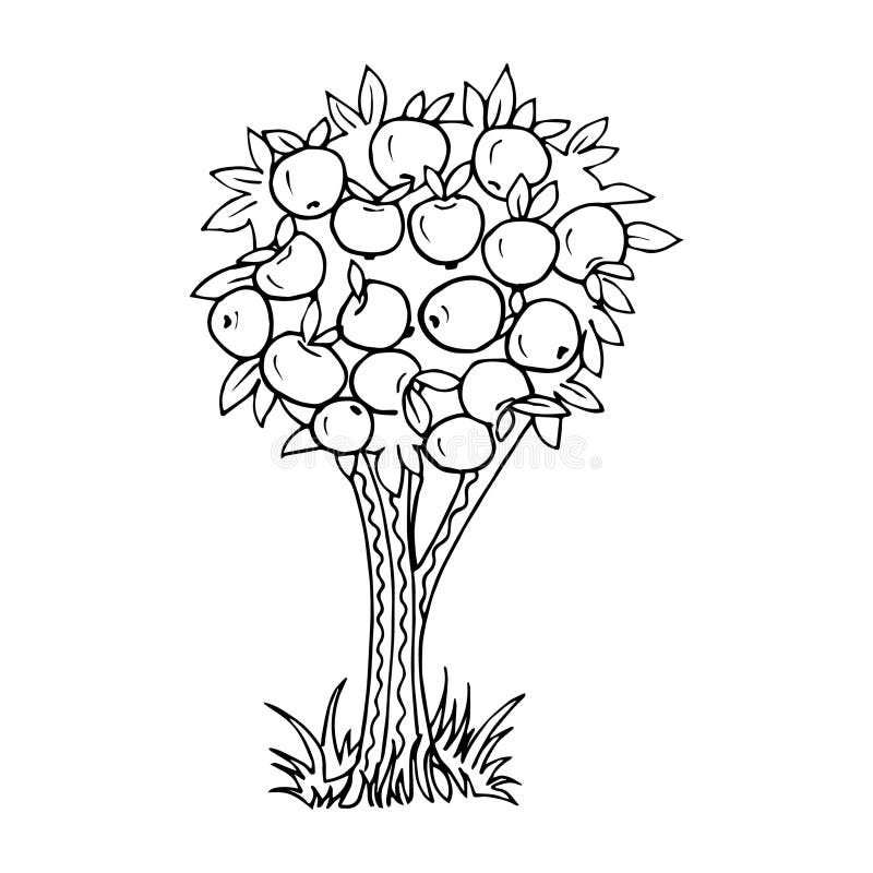 Vector Linear Black and White Illustration of an Apple Tree in Doodle ...