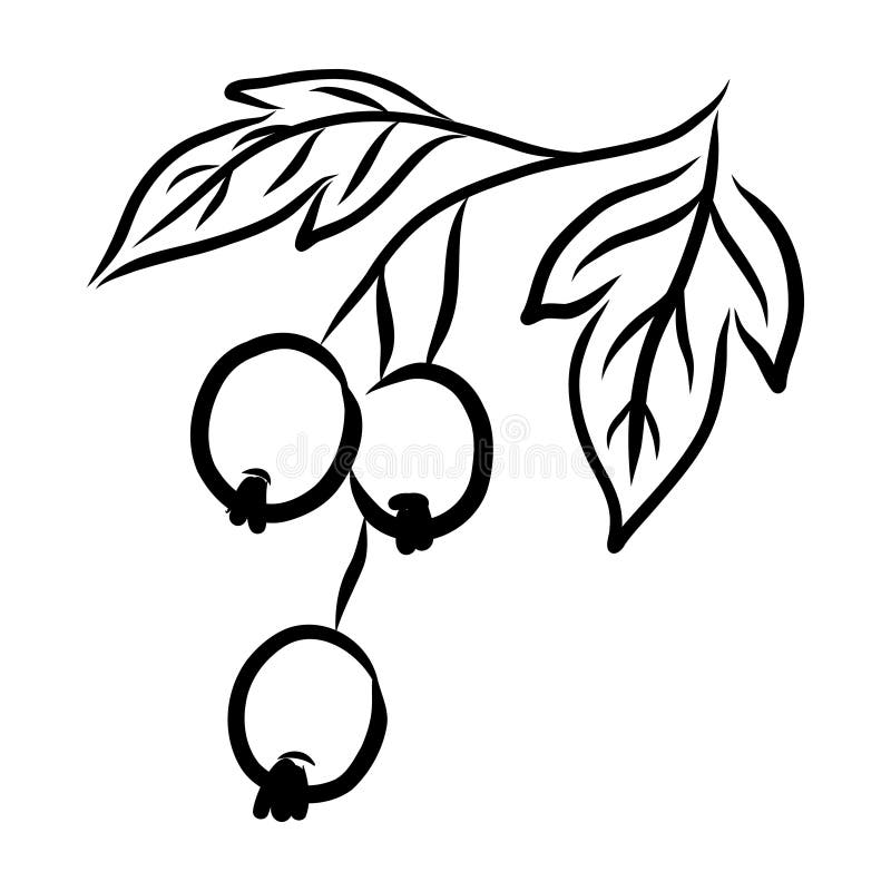 VECTOR LINEAR DRAWING of CURRANTS on a WHITE BACKGROUND Stock ...