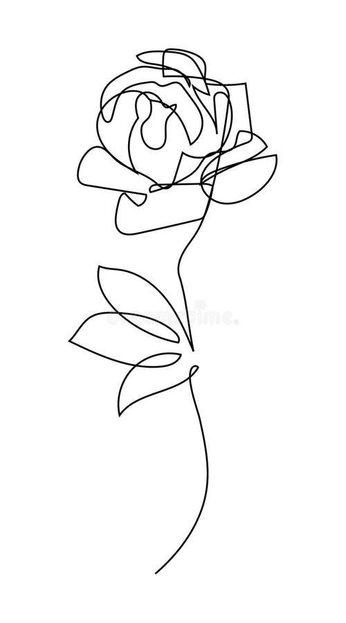 Vector Linear Graphics. Rose Flower Drawn in One Line. Stock Vector ...