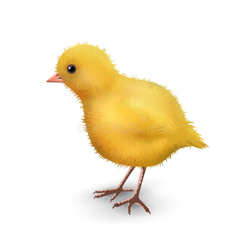 Vector Realistic Chick stock vector. Illustration of farm - 111694733