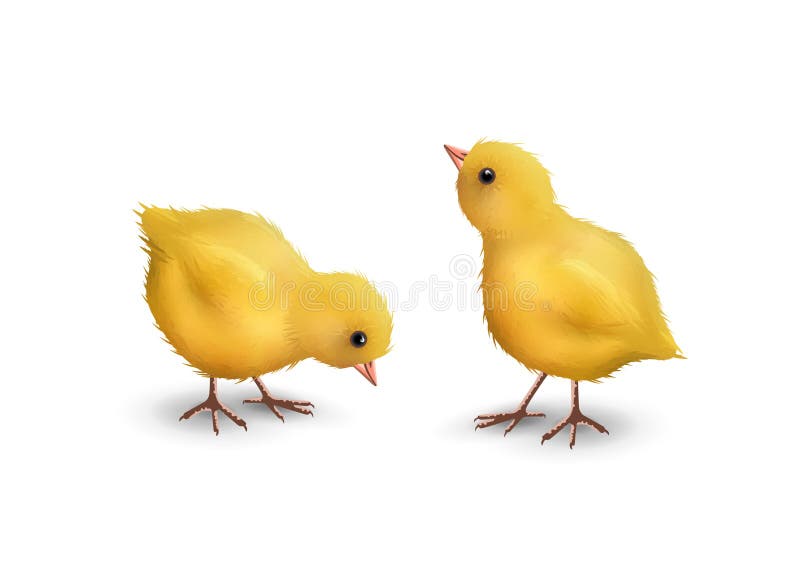 Vector Realistic Chick stock vector. Illustration of farm - 111694733