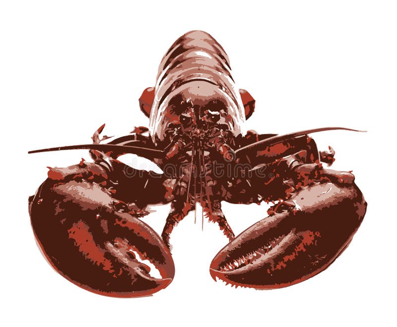 Vector lobster stock illustration. Illustration of studio - 231971571