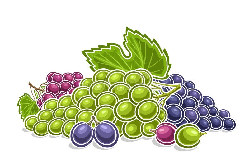 Vector logo for Grapes stock vector. Illustration of berry - 300383360