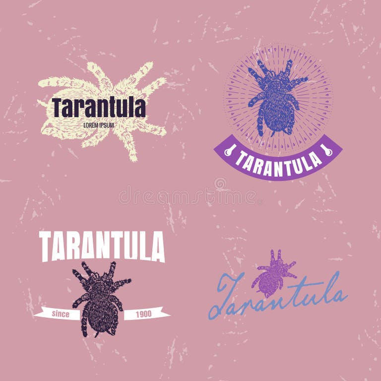 Vector Logo Set with Tarantula Spider Stock Illustration - Illustration ...
