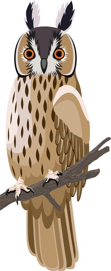 Vector long-eared owl stock vector. Illustration of woodland - 80763801