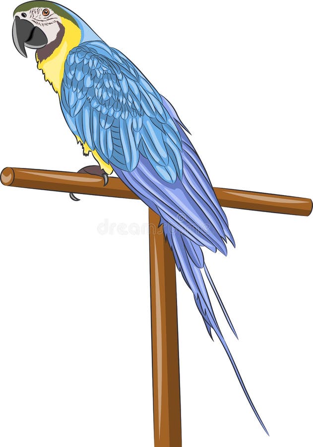 Vector Loro tropical ilustración del vector. Ilustración de retrato ...