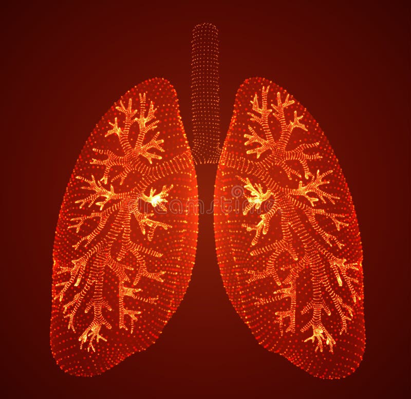 Vector Lungs and Bronchi. Vector Design Stock Vector - Illustration of ...