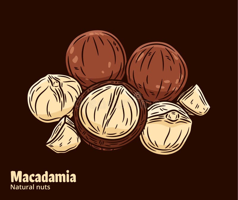 Vector macadamia logo stock vector. Illustration of sweet - 311375037