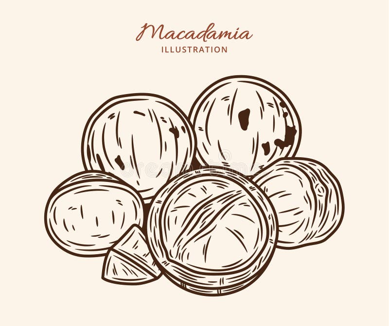 Vector macadamia logo stock vector. Illustration of sweet - 311375037