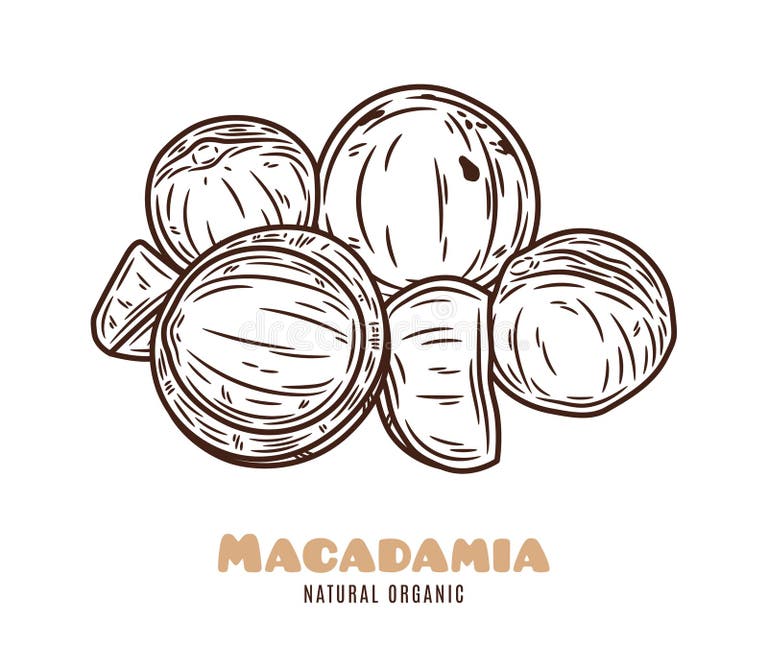 Vector Macadamia Illustration Stock Vector - Illustration of vegan ...