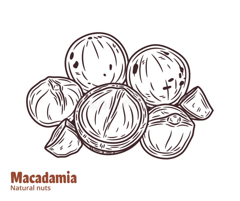 Vector macadamia logo stock vector. Illustration of sweet - 311375037