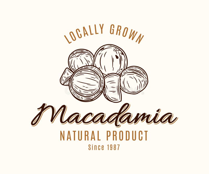 Vector macadamia logo stock vector. Illustration of sweet - 311375037