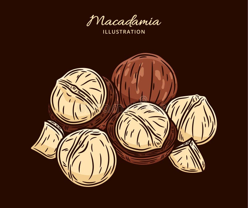 Vector macadamia logo stock vector. Illustration of sweet - 311375037