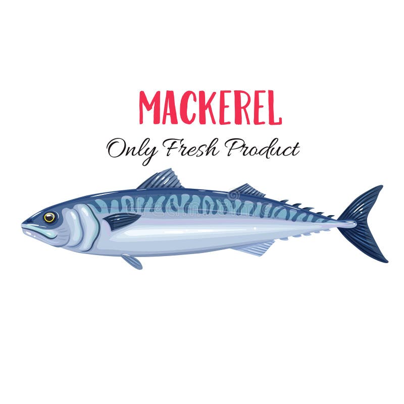 Vector mackerel. stock vector. Illustration of educational - 117227565