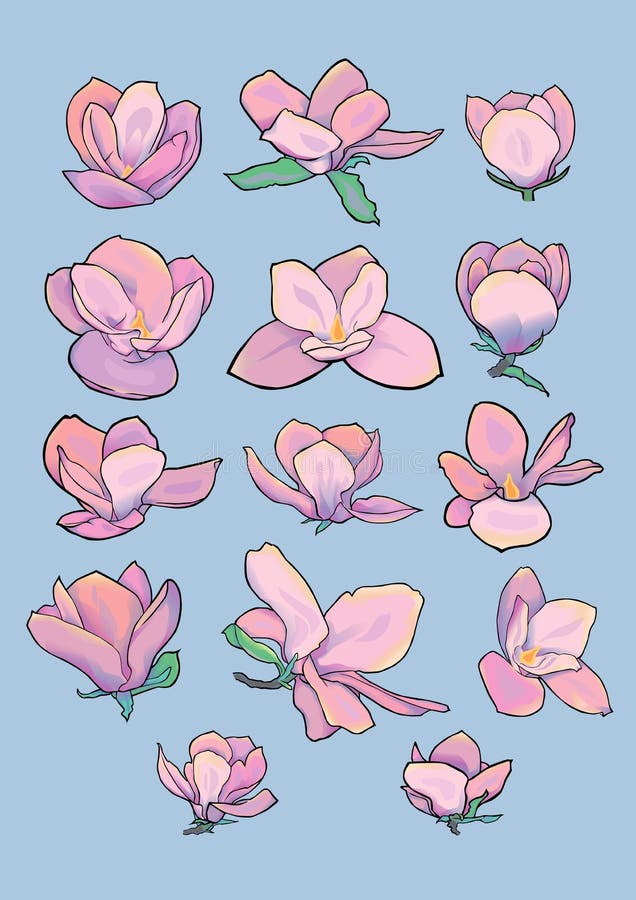 Vector magnolia flowers. stock vector. Illustration of flower - 66947635