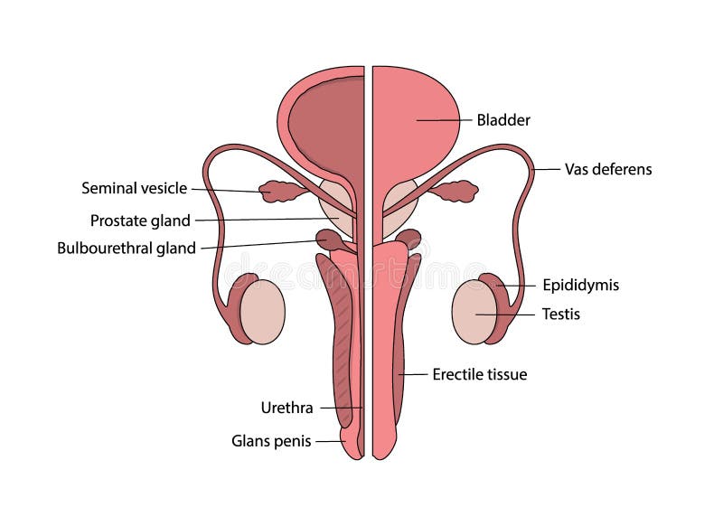 Vector Male Human Reproductive System With Description In English On