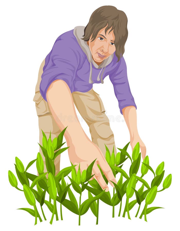 Vector of Man Plucking Vegetables Stock Vector - Illustration of ...