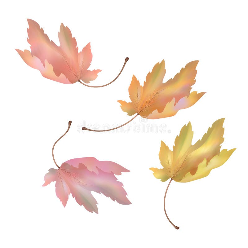 Maple Leaf Vector Illustration Stock Vector - Illustration of fall ...