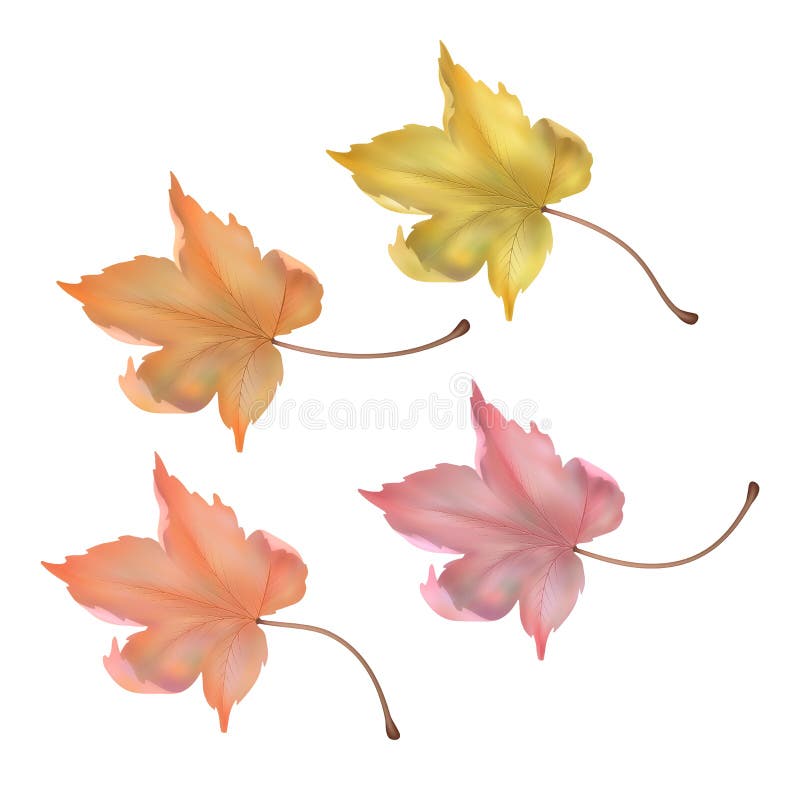 Maple Leaf Vector Illustration Stock Vector - Illustration of fall ...