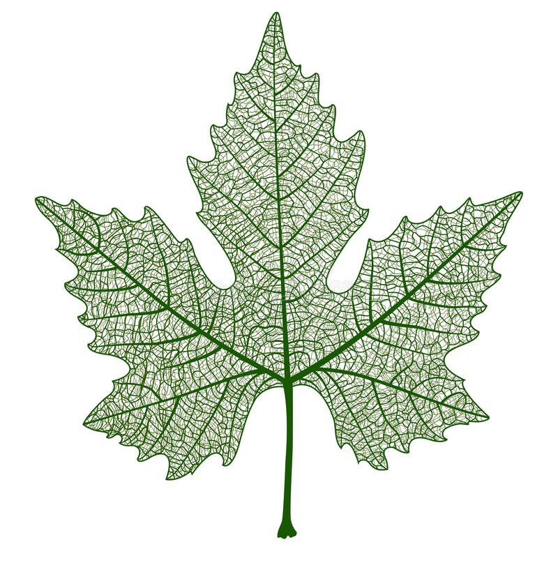 Maple Leaf Skeleton Stock Illustrations – 360 Maple Leaf Skeleton Stock ...