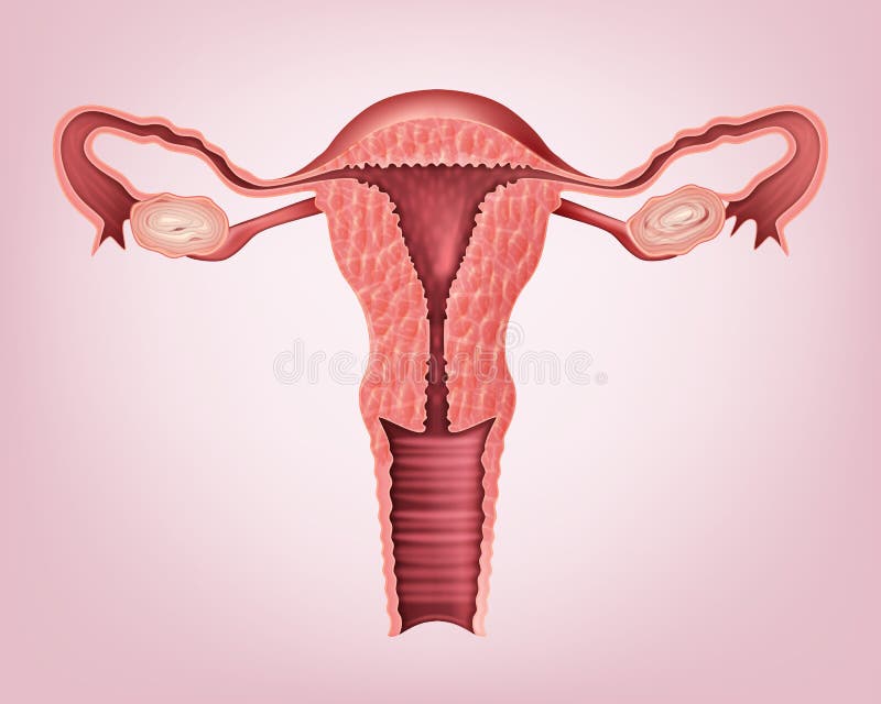 Vector Medical Illustration Of Female Reproductive System Isolated On