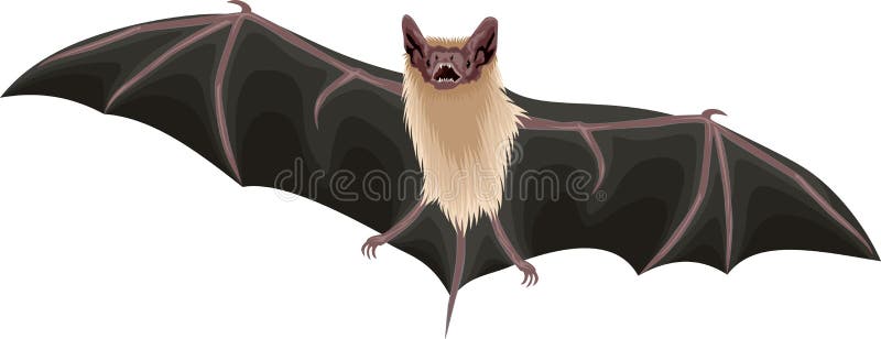 Bat Tail Clipart