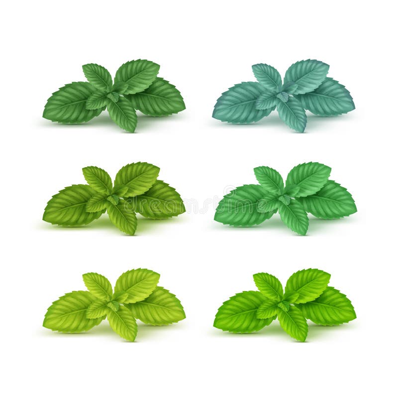 Peppermint Stock Illustrations – 35,814 Peppermint Stock Illustrations ...