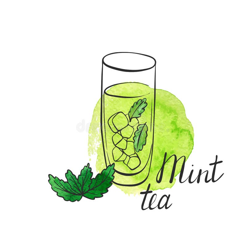 Vector mint tea stock vector. Illustration of sketch - 107363101