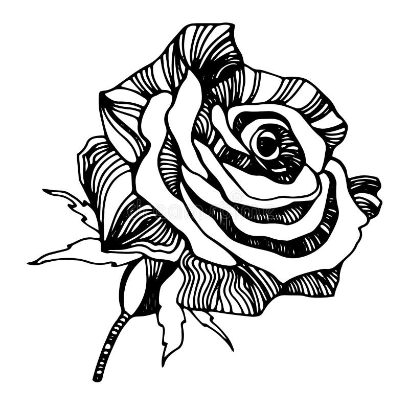 Stylized roses stock illustration. Illustration of nature - 5950011