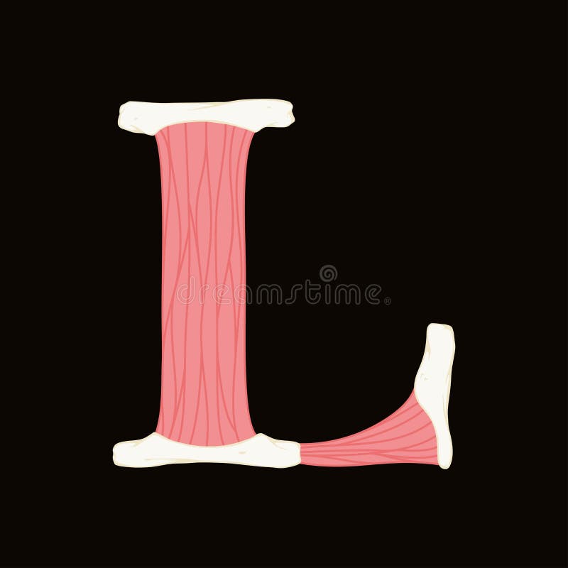 Vector Muscle Letter.Art Font. Stock Vector - Illustration of vector ...
