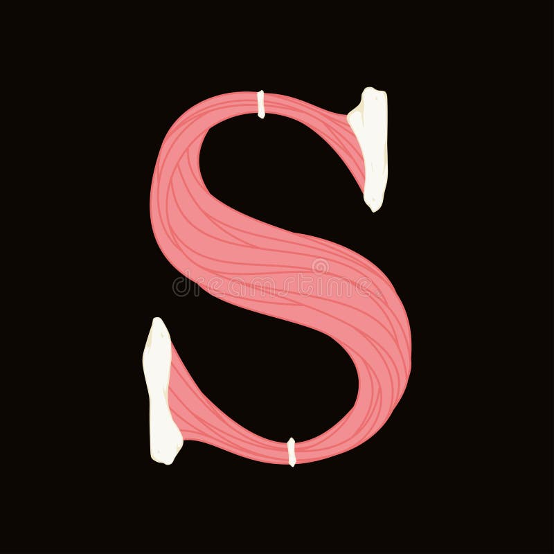 Vector Muscle Letter.Art Font. Stock Vector - Illustration of flesh ...