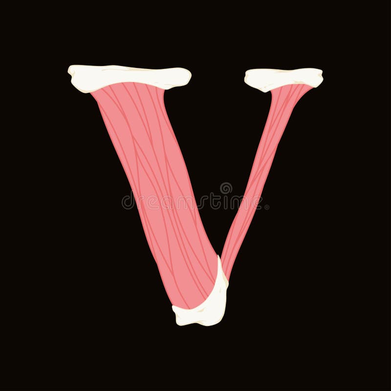 Vector Muscle Letter.Art Font. Stock Vector - Illustration of alphabet ...