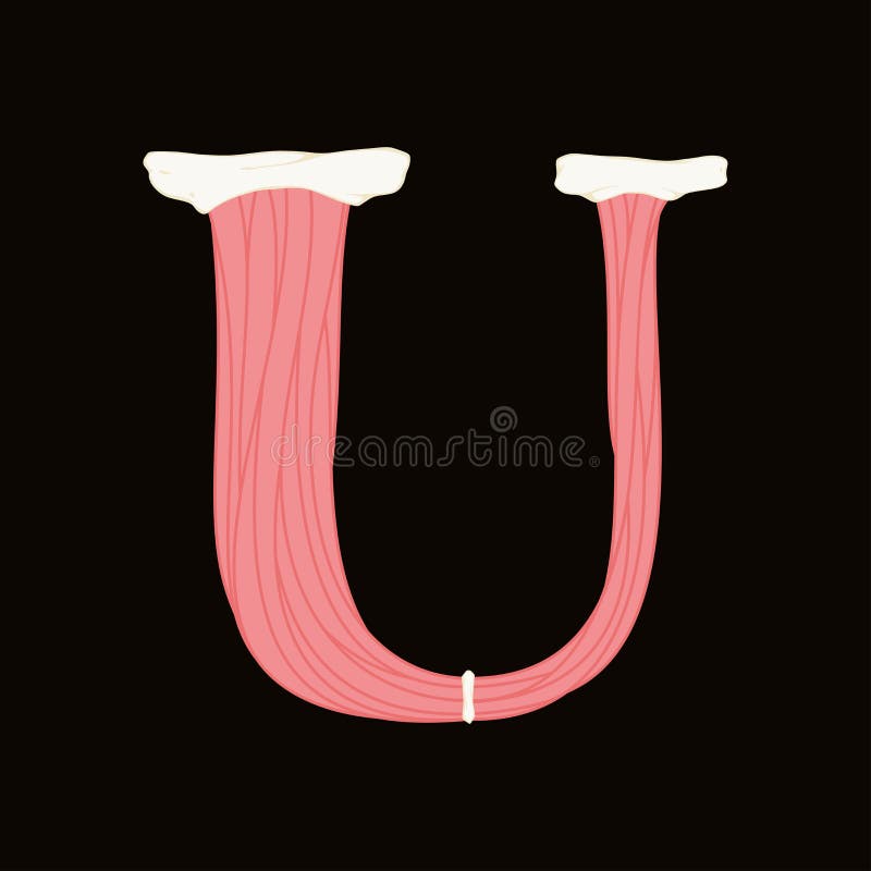 Vector Muscle Letter.Art Font. Stock Vector - Illustration of anatomy ...