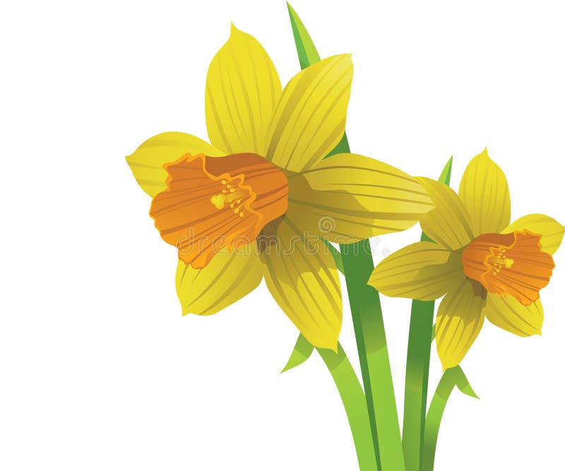 Vector Narcissus. Easter Spring Flowers Stock Vector - Illustration of ...