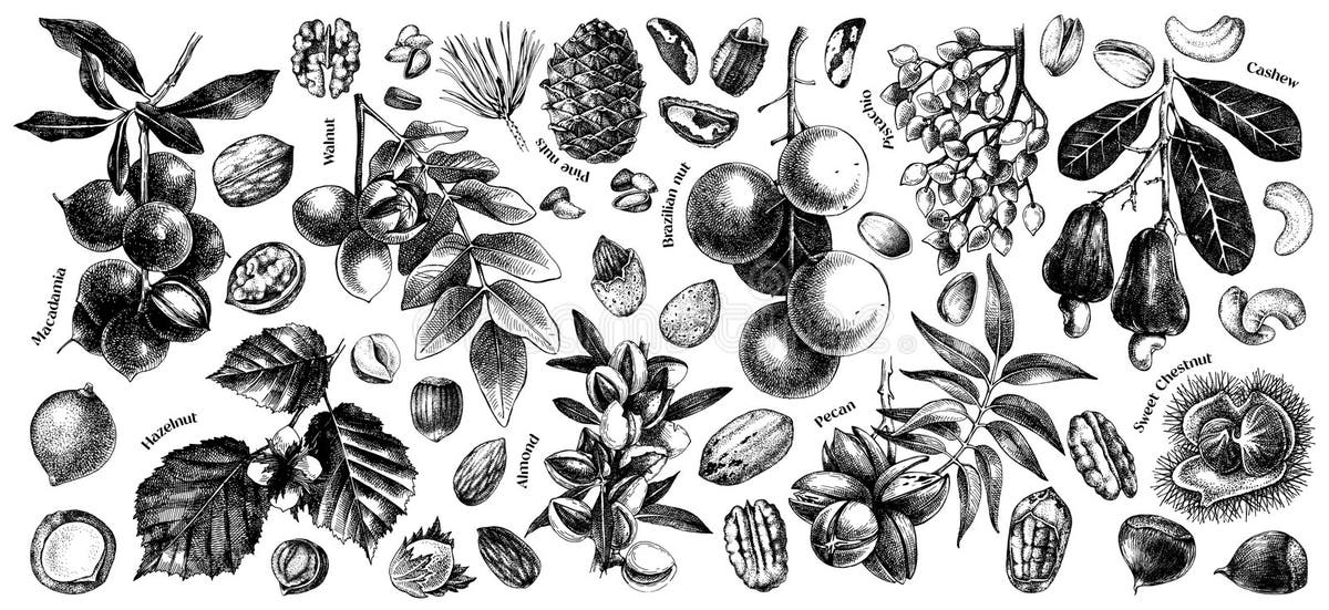Brazilian Nut Tree Stock Illustrations – 99 Brazilian Nut Tree Stock ...