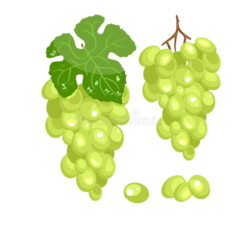 Vector O Grupo De Uvas Verdes Em Um Fundo Branco Ilustração Stock ...