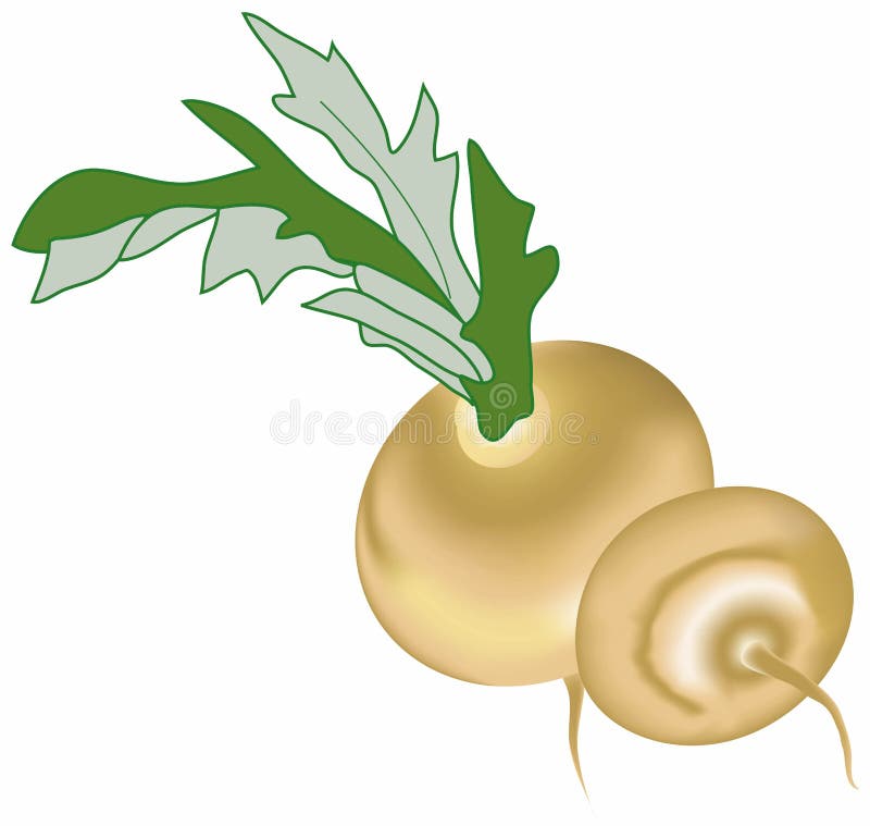 Nabo Ilustrações, Vetores E Clipart De Stock – (5,151 Stock Illustrations)