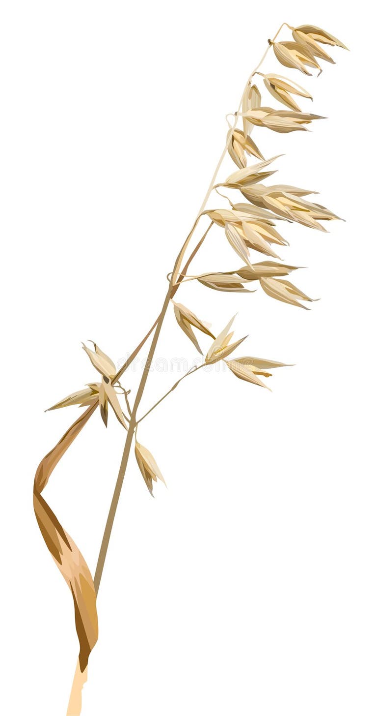 Oats Macro Stock Illustrations – 1,815 Oats Macro Stock Illustrations ...