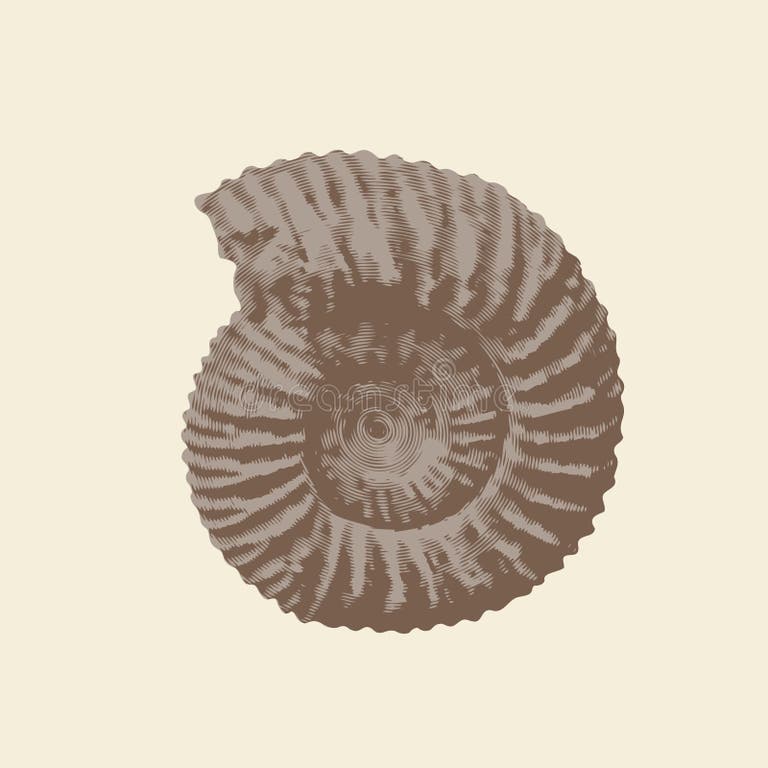 Ammonite Shells Stock Illustrations – 246 Ammonite Shells Stock ...