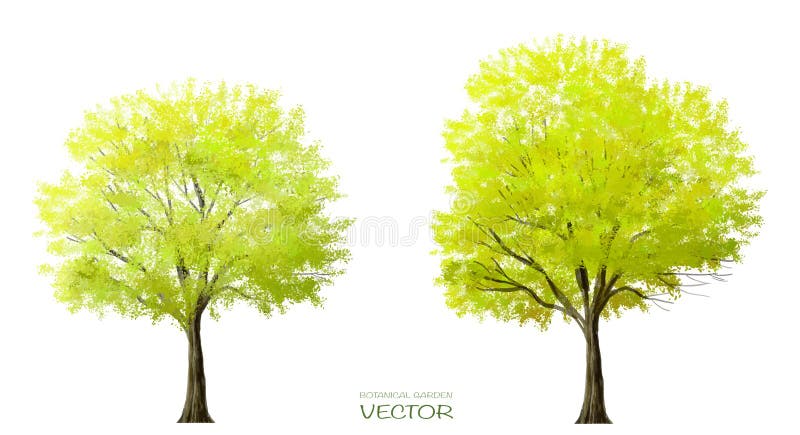 Vector Green Tree or Forest Side View Isolated on White Background for ...